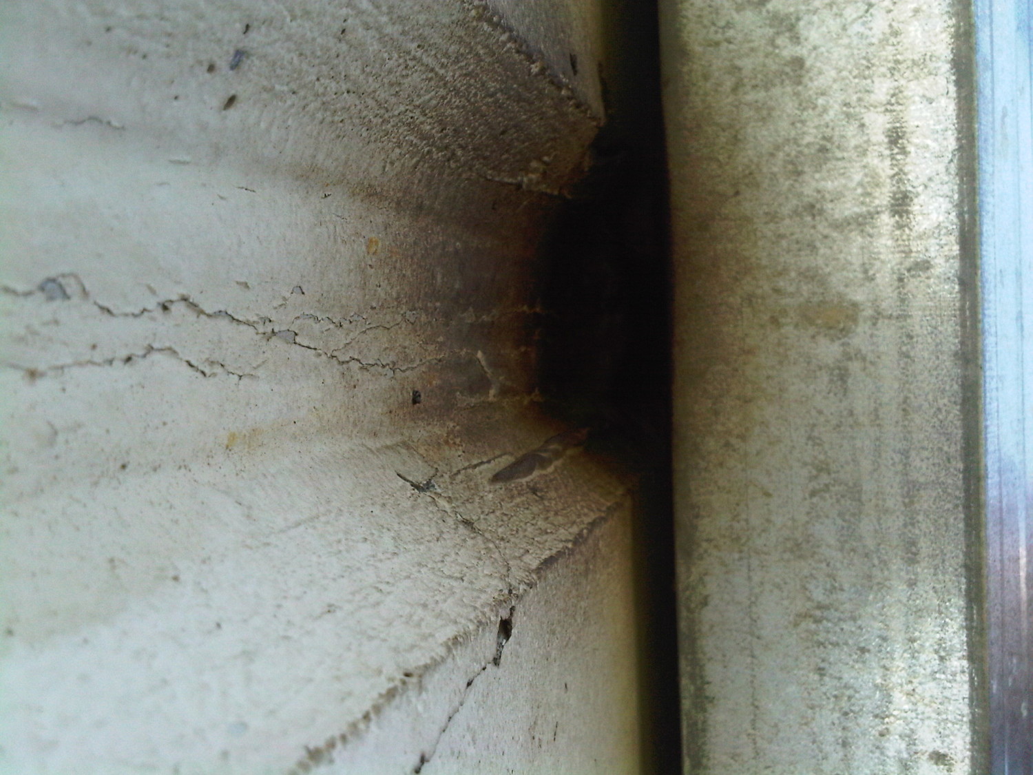 Steps on How to Bat Proof Your Home