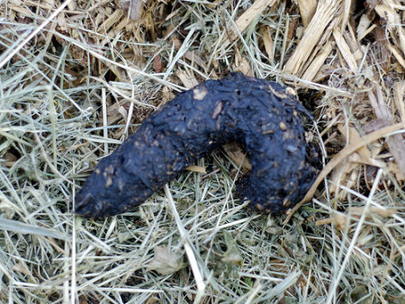 fox poop - Advanced Animal Removal