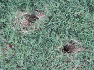 skunk makes holes in yard - Advanced Animal Removal