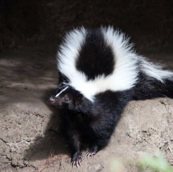 How To Get Rid Of Skunks - Advanced Animal Removal
